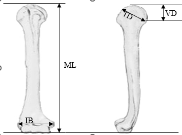 Identification of sex from humerus of skeletons using discriminant ...