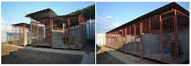 Evaluation of the effectiveness of disinfection in dog shelter ...