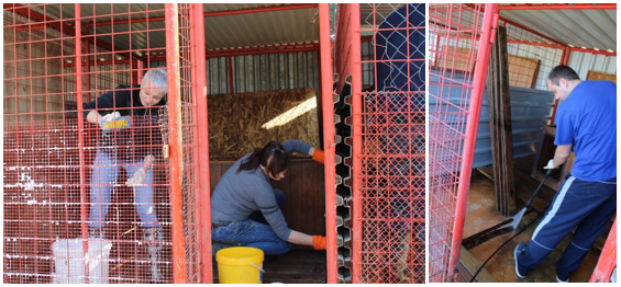 Evaluation of the effectiveness of disinfection in dog shelter ...