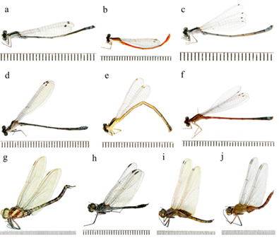Urbanization promotes the local extinction of odonatas in veredas from ...