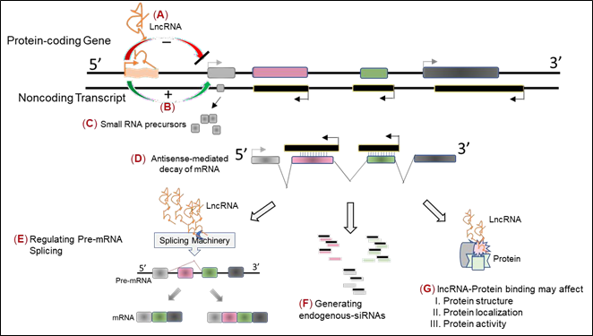Regulatory long noncoding RNAs in cardiovascular development and ...