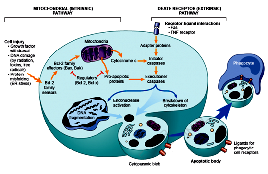 Mechanisms of programmed cell death - MedCrave online