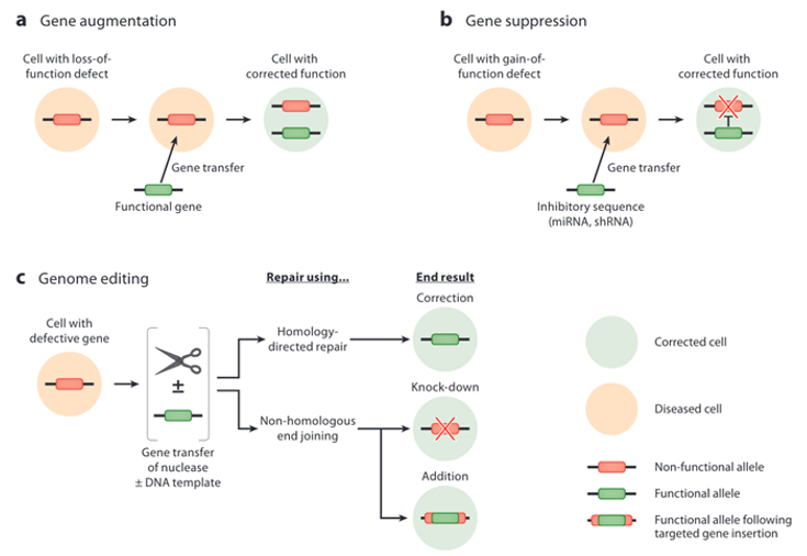 Breakthroughs in gene therapy: technological progress, current ...