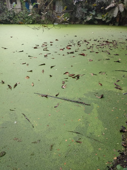 Issues and approaches in aquaculture of rural ponds of Southern West ...