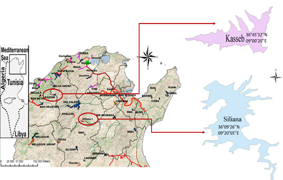 Variability of Biological Features of a Mugilidae Chelon Ramada in Two ...