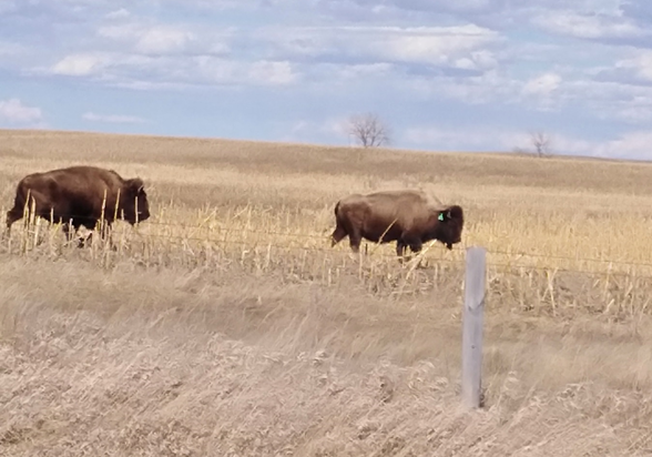 Myxomycetes diversity on bison dung and cow dung in the Missouri river ...