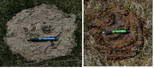 Myxomycetes diversity on bison dung and cow dung in the Missouri river ...