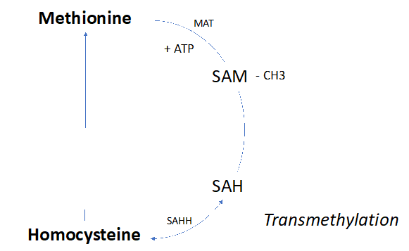 Hyperhomocysteinemia acts via DNA-hypomethylation to induce ...