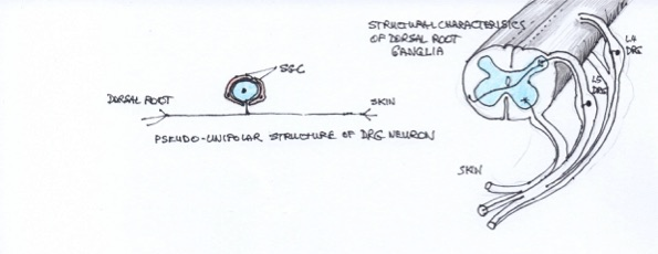 Satellite glial cells of the peripheral nervous system - MedCrave online