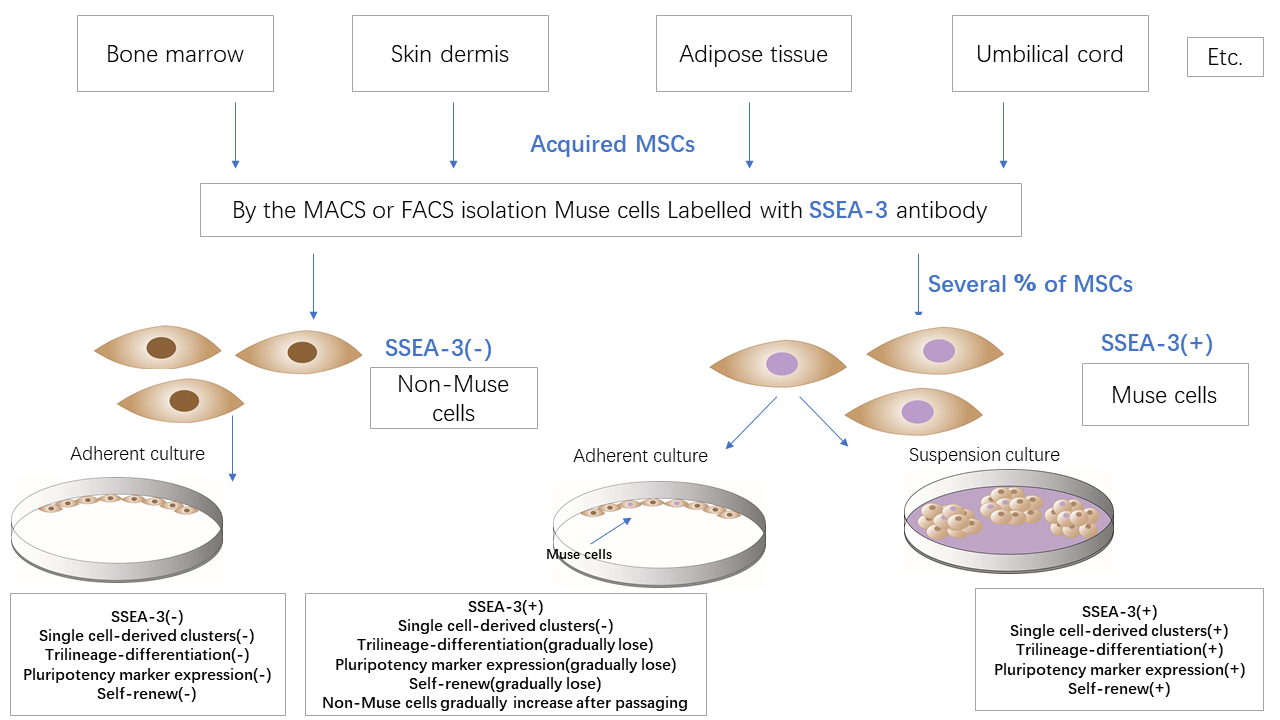 Application prospects of multilineage differentiating stress-enduring ...