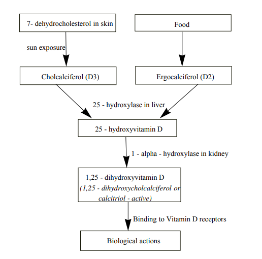 The effects of vitamin D on glucose-insulin dynamics: mathematical ...