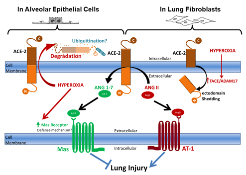 Regulation of ACE-2 enzyme by hyperoxia in lung epithelial cells by ...