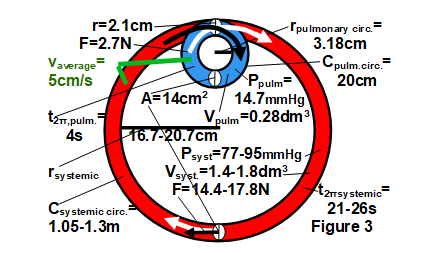 Human blood circulation model based on flow laws of intensity and ...