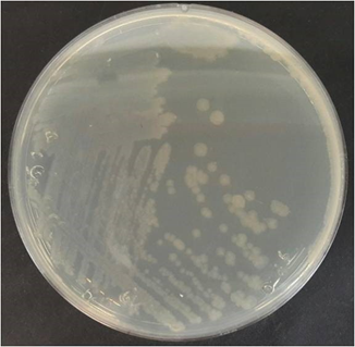 Novel arsenic resistant bacterium Sporosarcina luteola M10 having ...