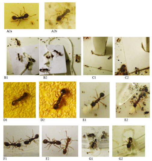 Adverse effects of the commonly used nutmeg, studied on an ant species ...