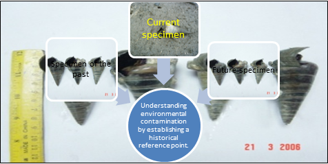 The role of museum of biological collections in environmental research ...