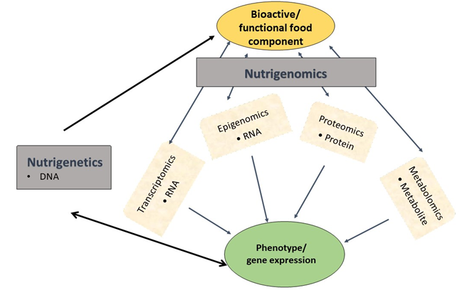 Importance of nutrigenomics and nutrigenetics in food Science ...