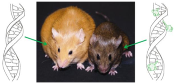 Importance of nutrigenomics and nutrigenetics in food Science ...