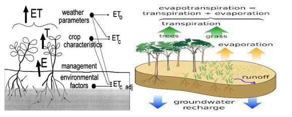 Evapotranspiration Water Cycle